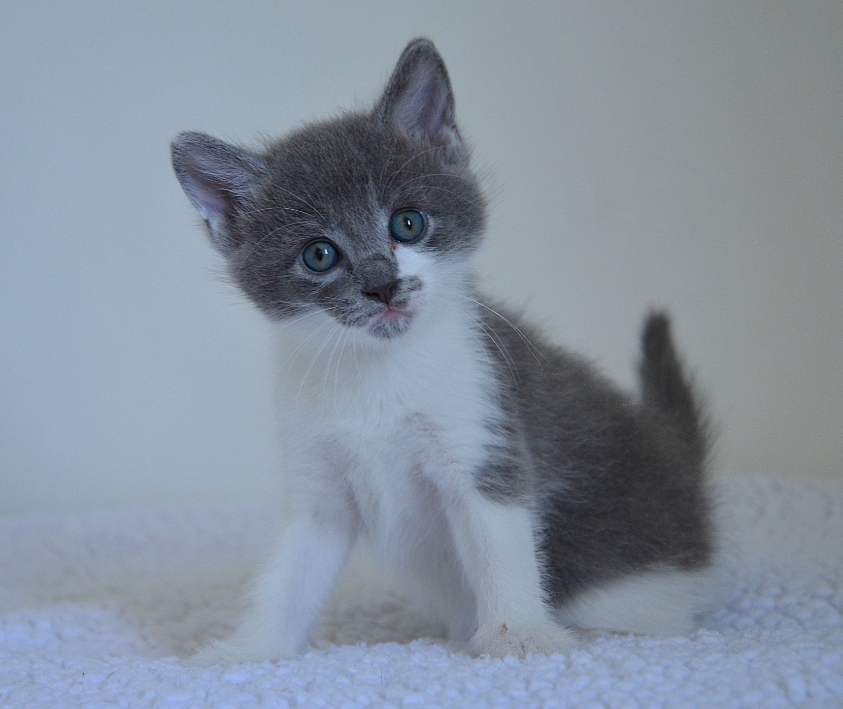 Atchoum De Kalinka - Chaton Munchkin Longhair Marne