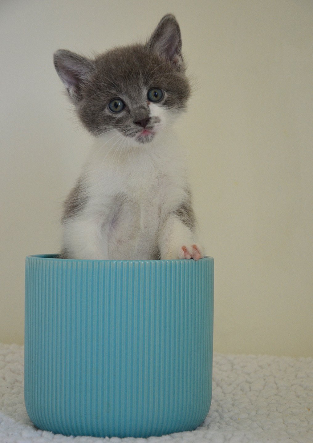 Atchoum De Kalinka - Chaton Munchkin Longhair Marne
